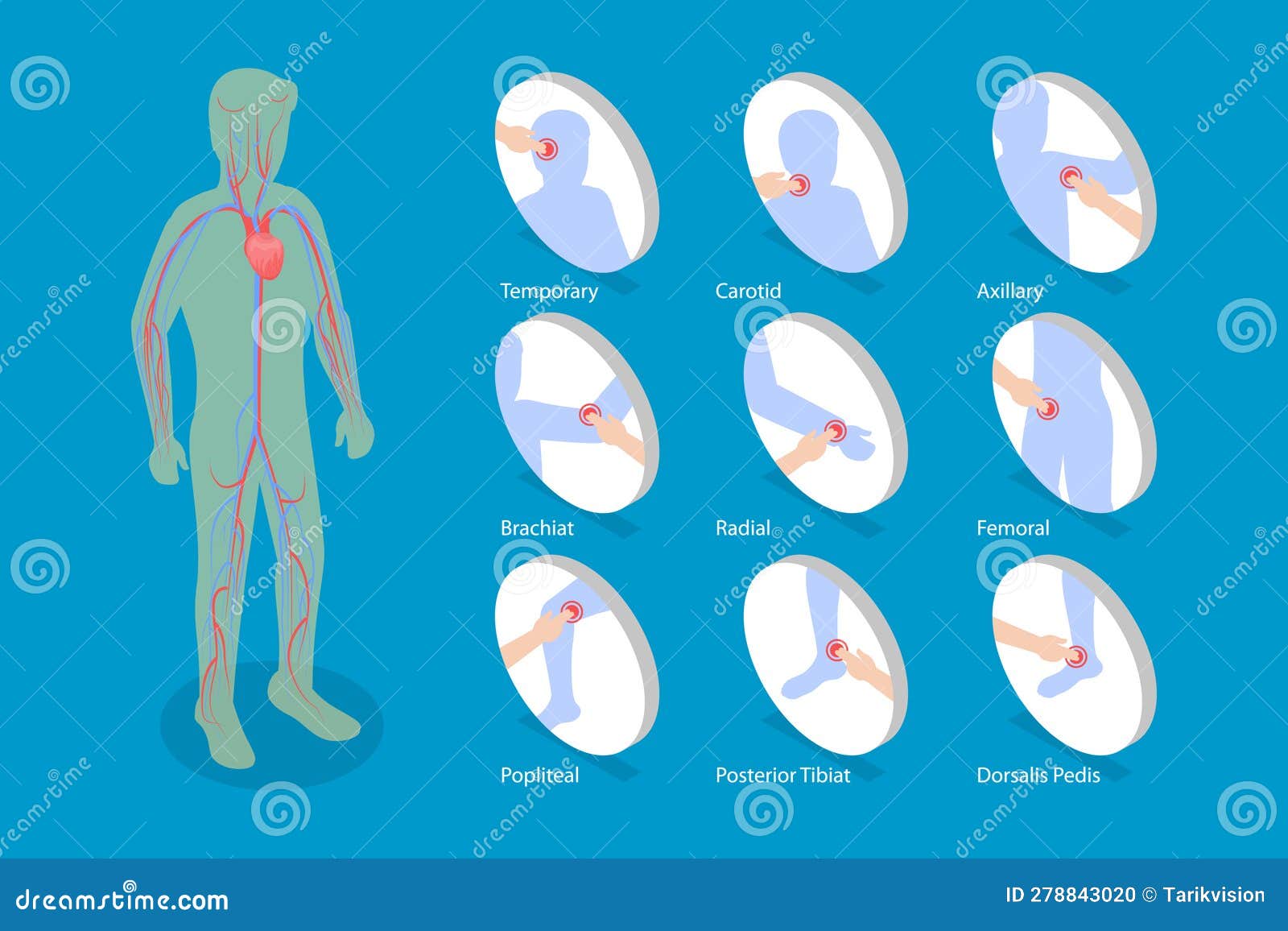 3D Isometric Flat Vector Conceptual Illustration of Major Arteries and ...