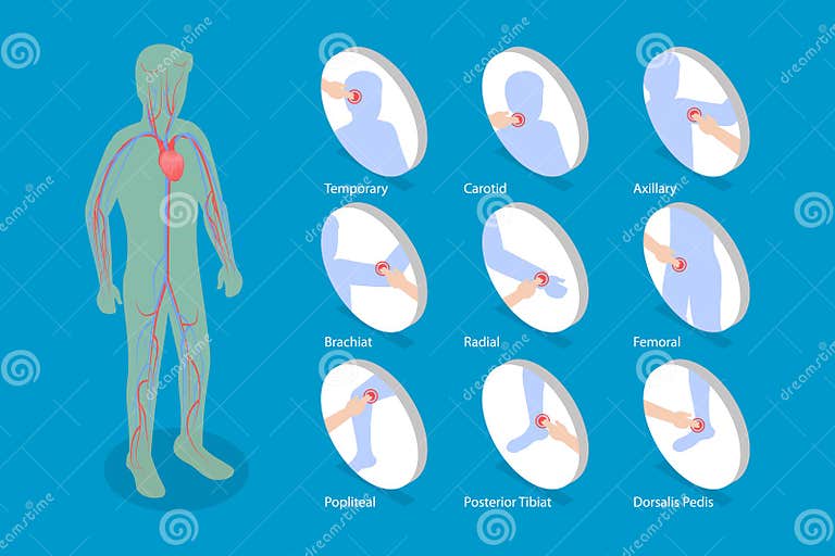 3D Isometric Flat Vector Conceptual Illustration of Major Arteries and ...