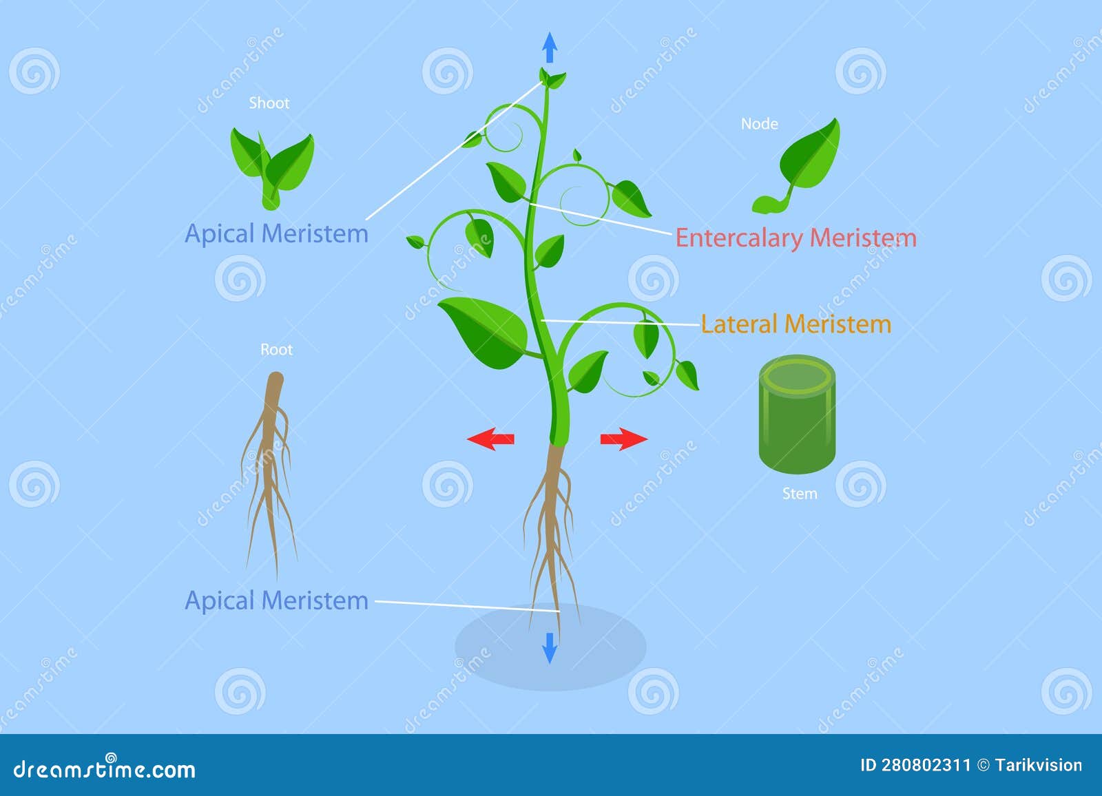 Lateral Meristem Plant
