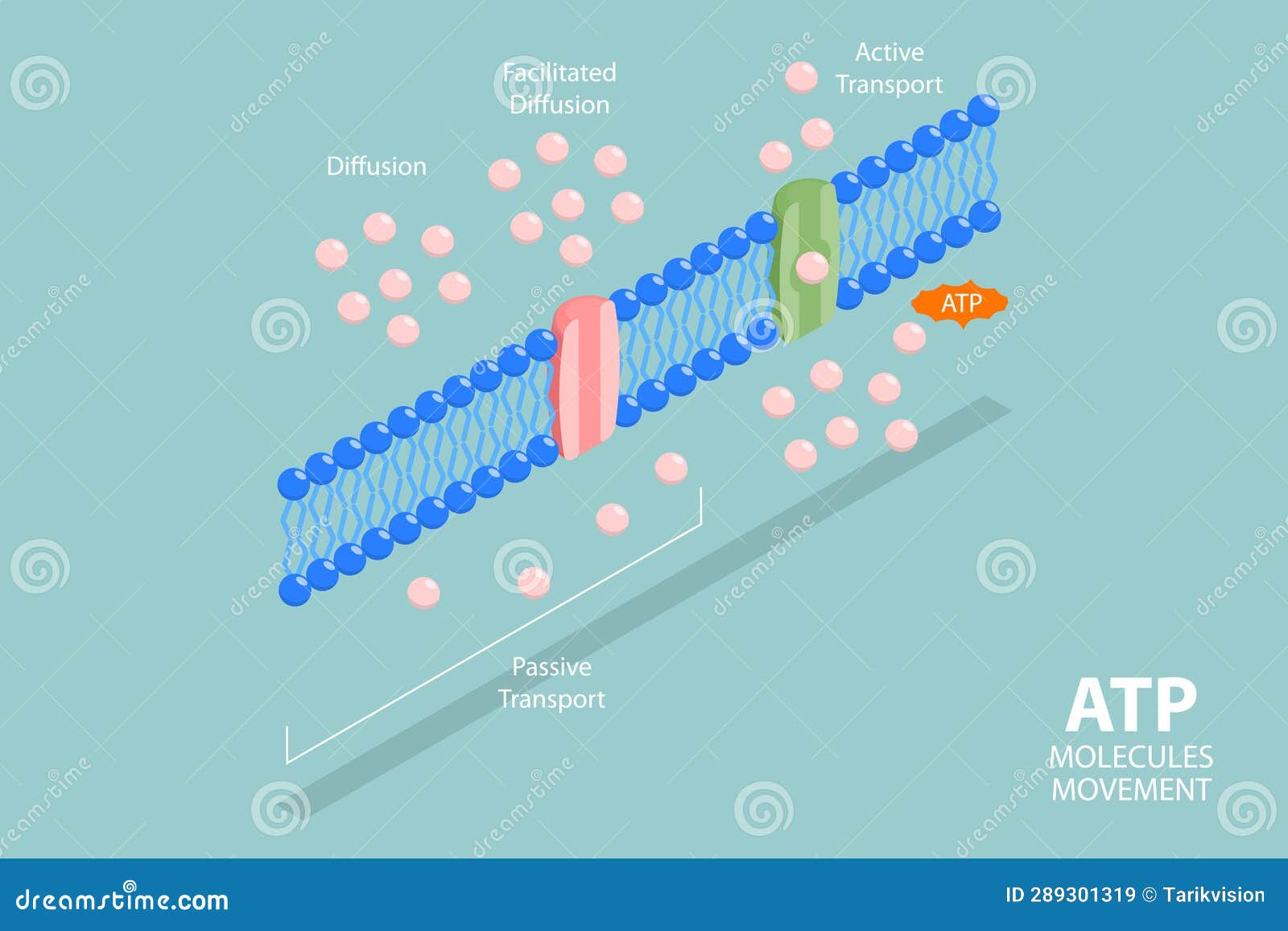 3D Isometric Flat Vector Conceptual Illustration of Molecules ATP ...