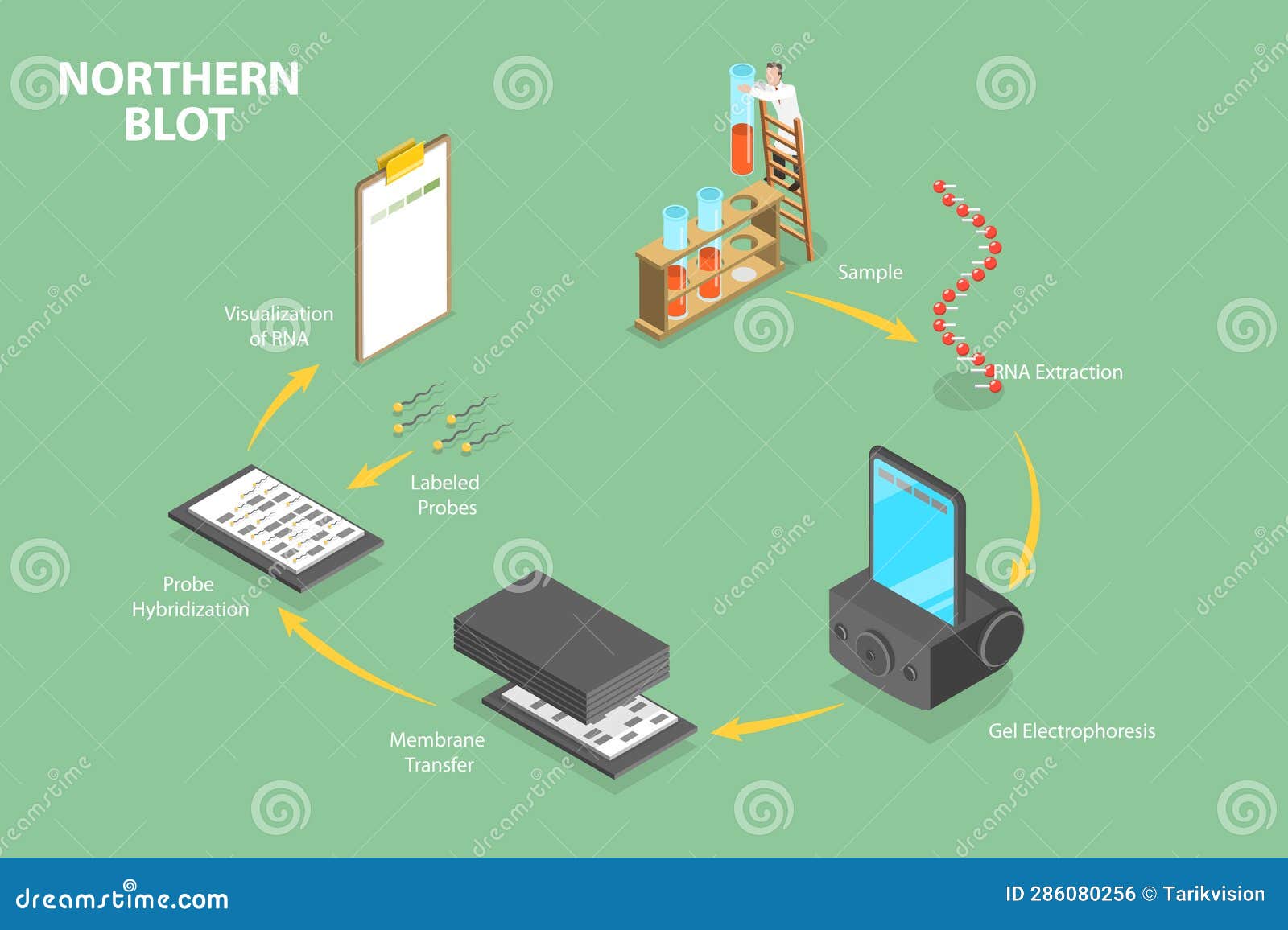 3D Isometric Flat Vector Conceptual Illustration of Northern Blot Stock ...