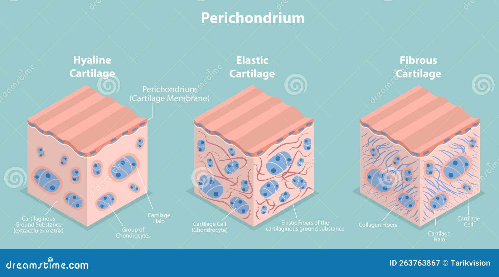 Elastic Cartilage Labeled Ground Substance