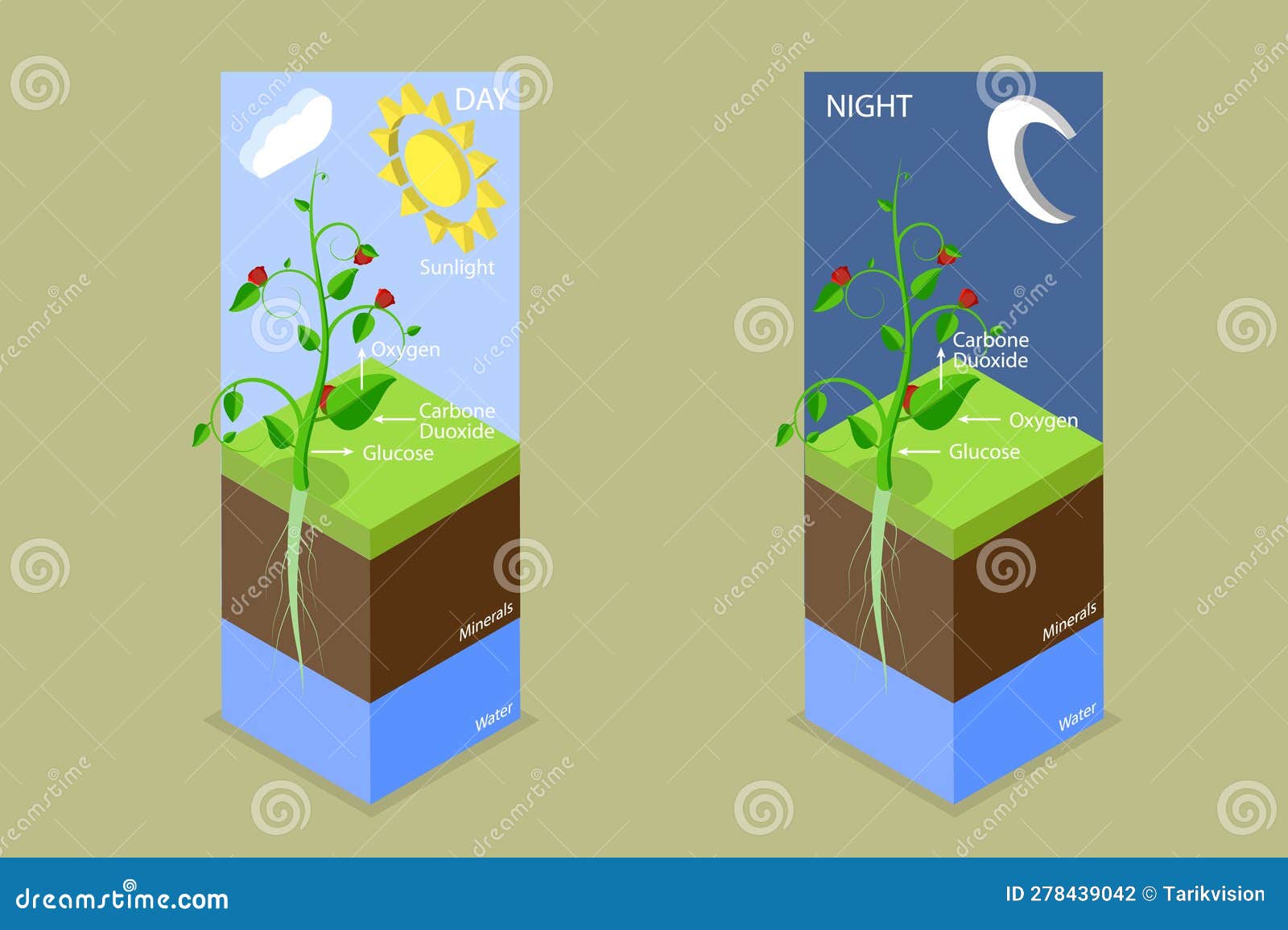3D Isometric Flat Vector Conceptual Illustration of Photosynthesis ...