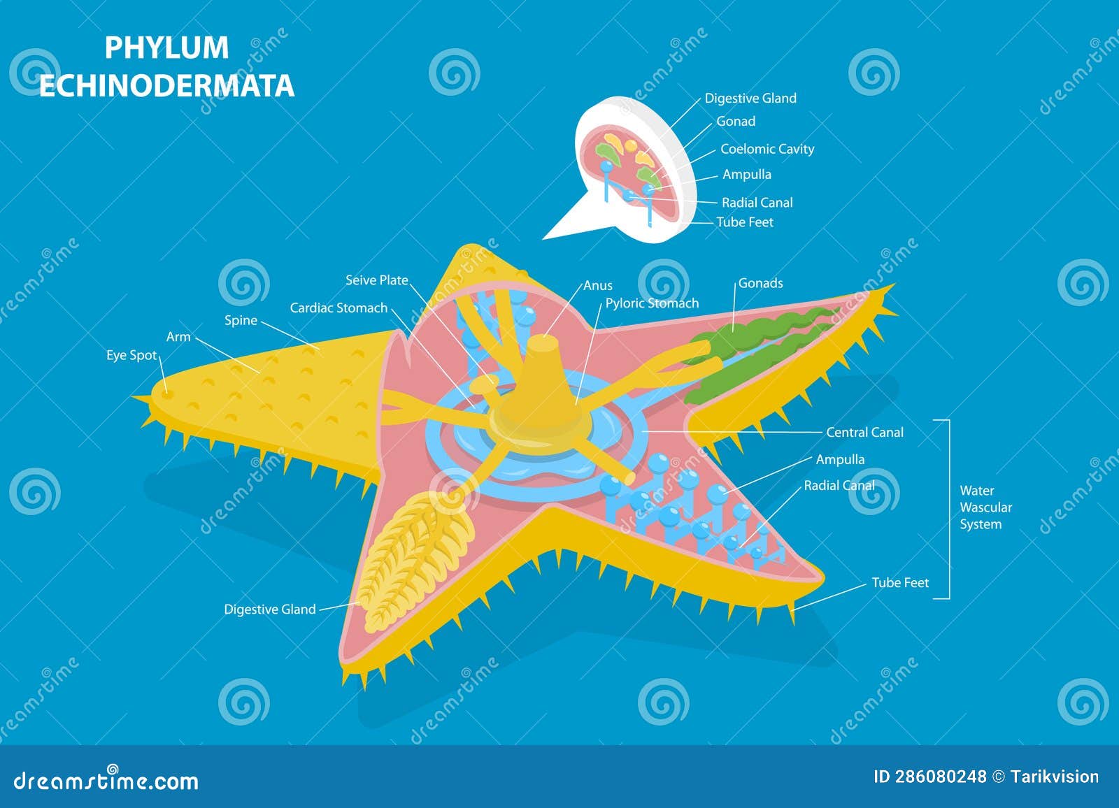 Echinodermata Anatomy