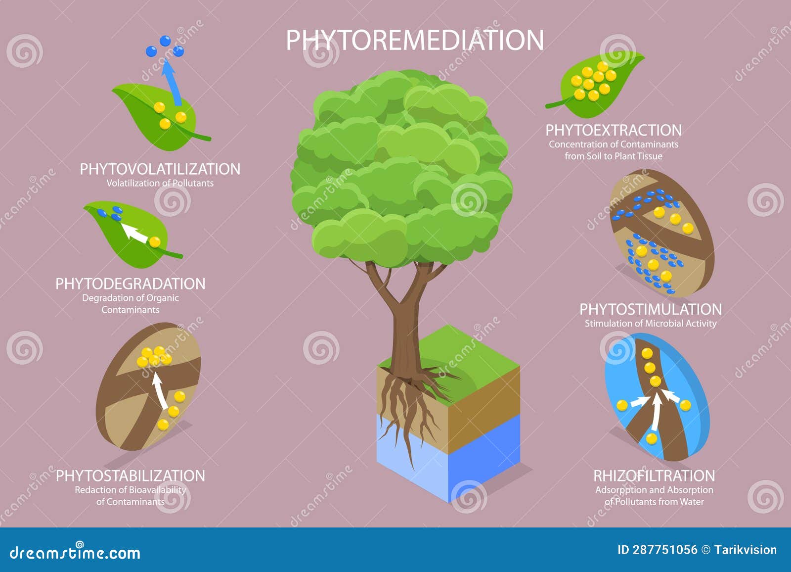 Phytoextraction Diagram