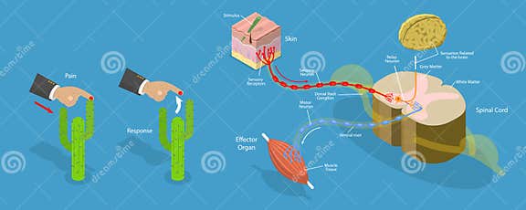3D Isometric Flat Vector Conceptual Illustration of Reflex ARC Stock ...