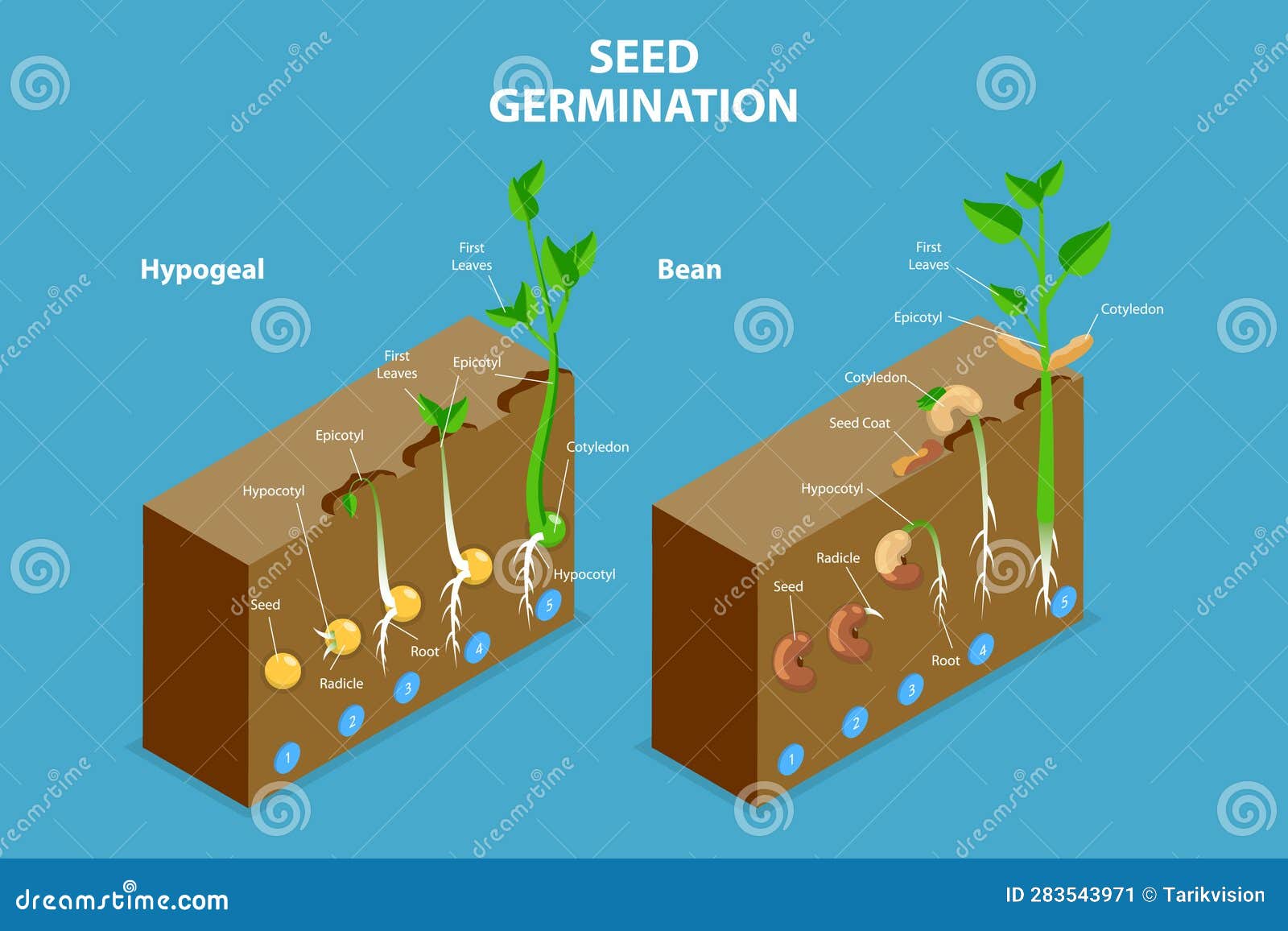 3D Isometric Flat Vector Conceptual Illustration Of Seed Germination ...