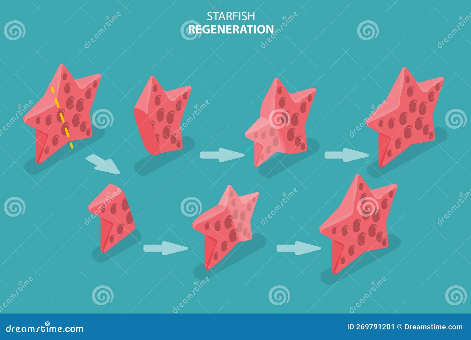 3D Isometric Flat Vector Conceptual Illustration of Starfish ...