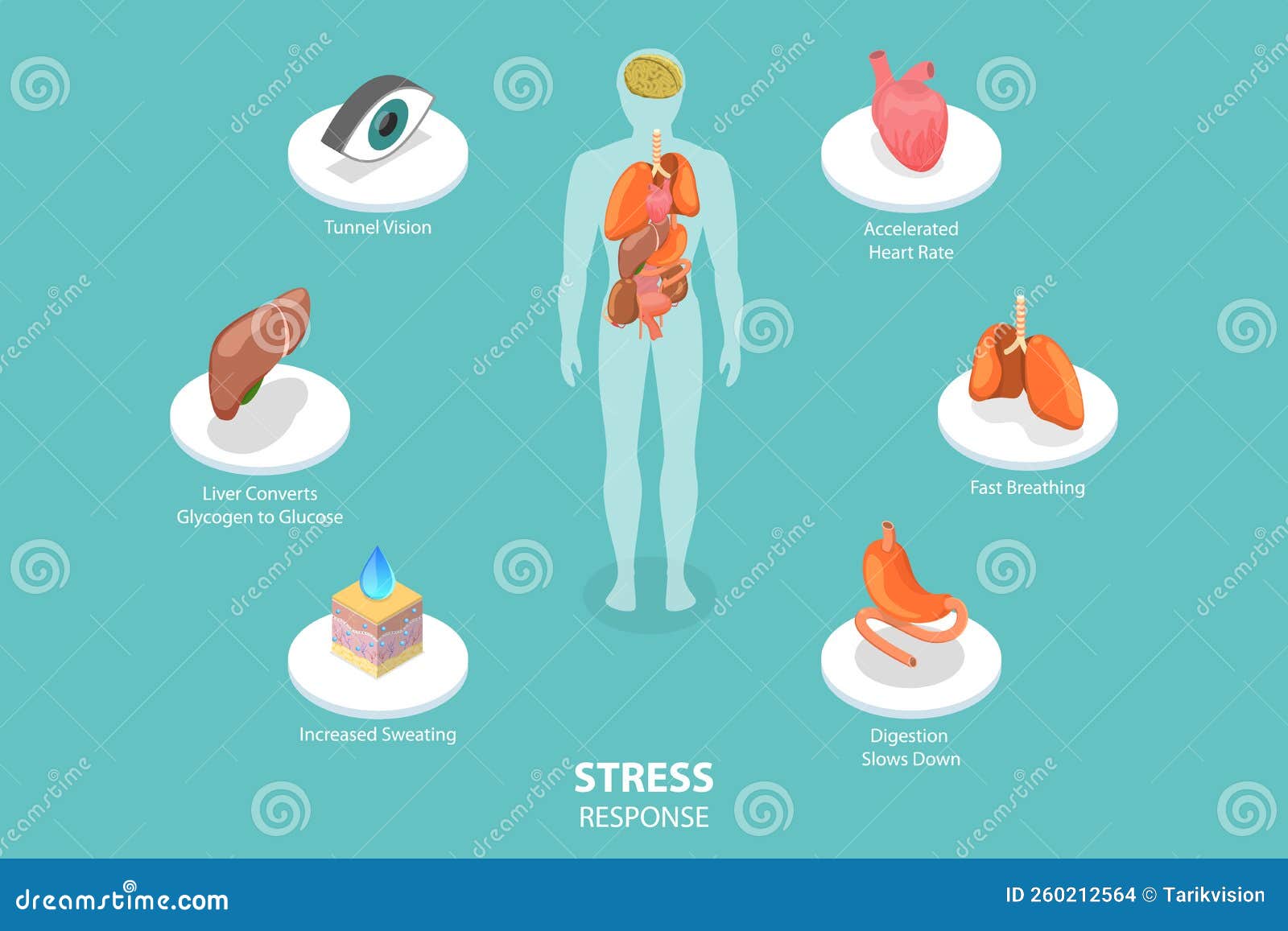 3D Isometric Flat Vector Conceptual Illustration of Stress Response ... 3D Isometric Flat Vector Conceptual Illustration of Stress Response ...