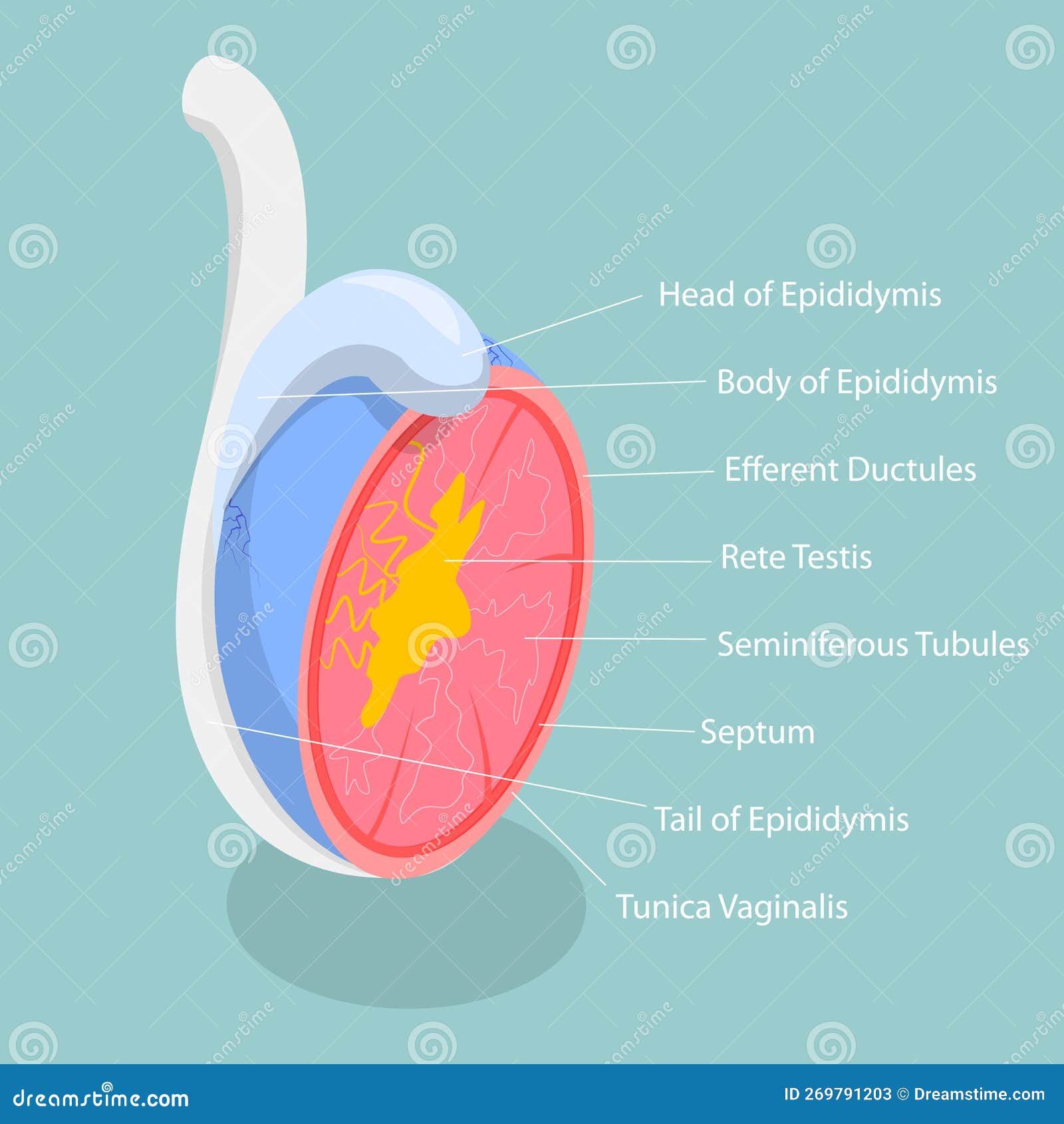 3d Isometric Flat Vector Conceptual Illustration Of Testicle Anatomy