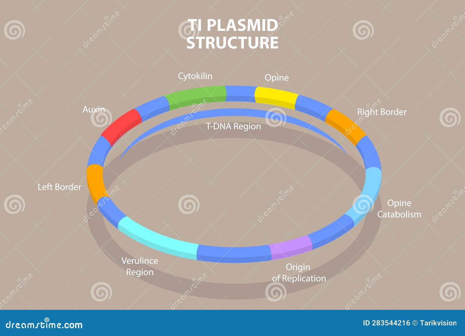 3D Isometric Flat Vector Conceptual Illustration of Ti Plasmid ...