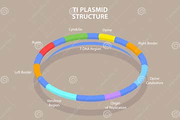 3D Isometric Flat Vector Conceptual Illustration of Ti Plasmid ...