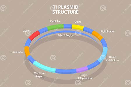 3D Isometric Flat Vector Conceptual Illustration of Ti Plasmid ...