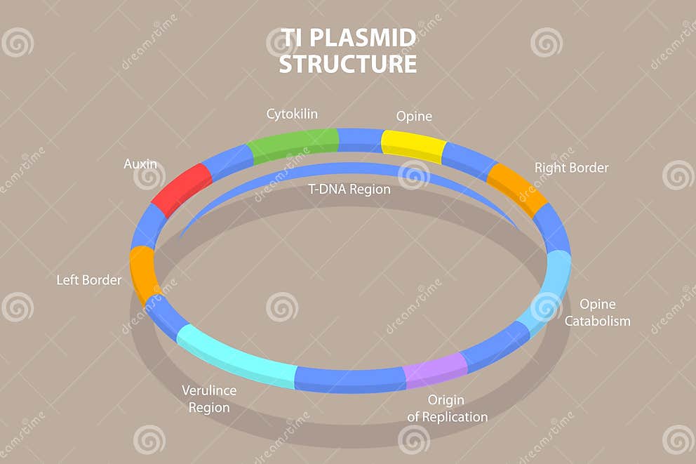 3D Isometric Flat Vector Conceptual Illustration of Ti Plasmid ...