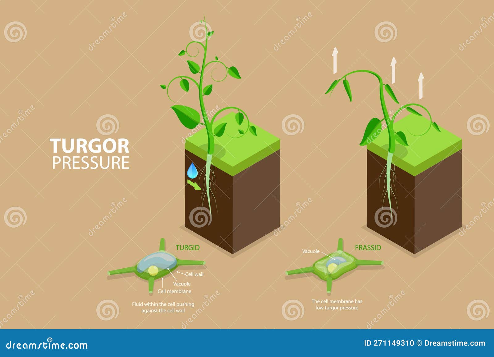 3D Isometric Flat Vector Conceptual Illustration of Turgor Pressure ...