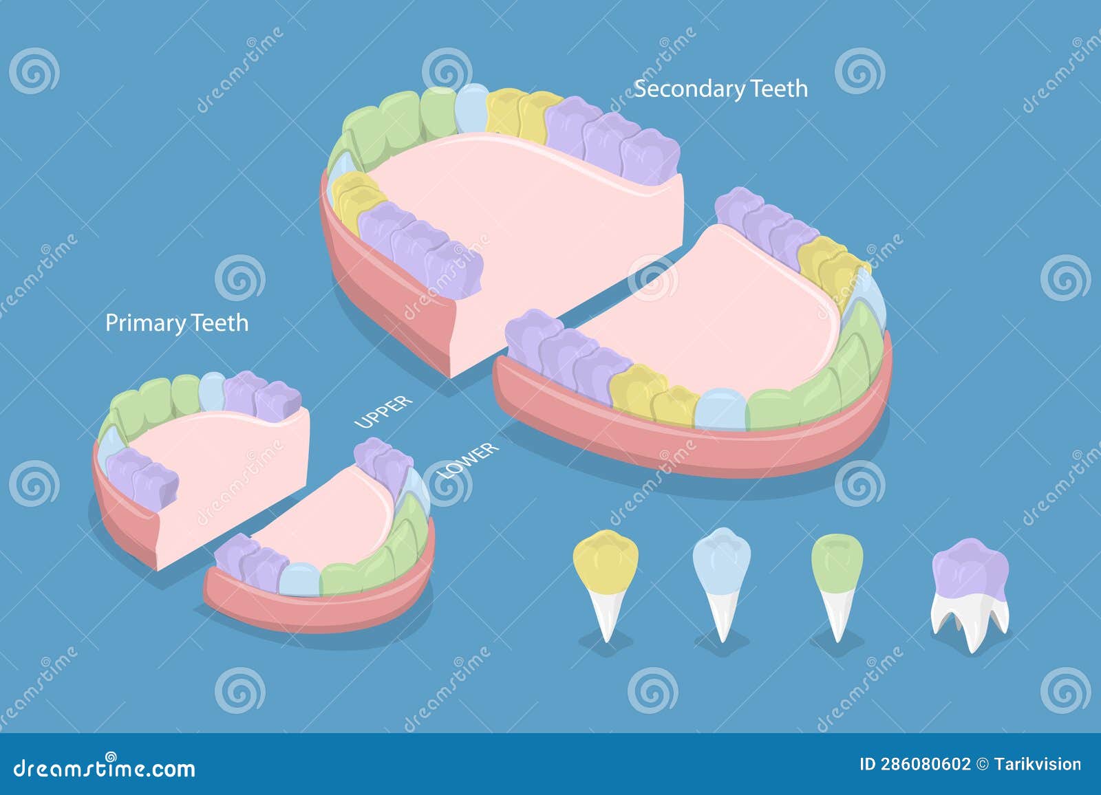 3D Isometric Flat Vector Conceptual Illustration of Types of Teeth ...