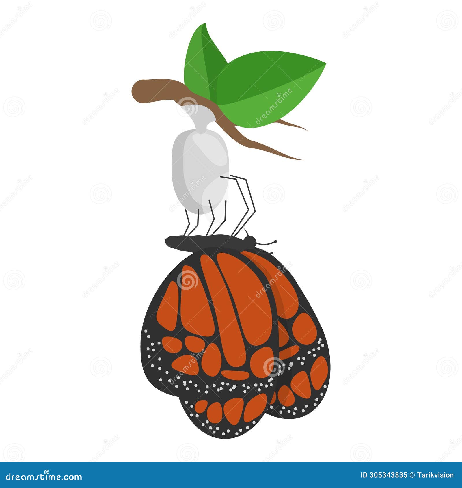 Butterfly Metamorphosis Stages On Cartoon Green Tree Branch Vector ...