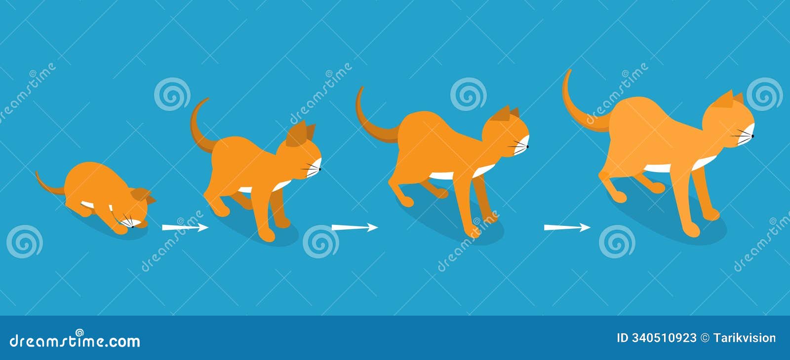 Cat Life Cycle Vintage Hardback The Life Cycle Book Of Cats 1974