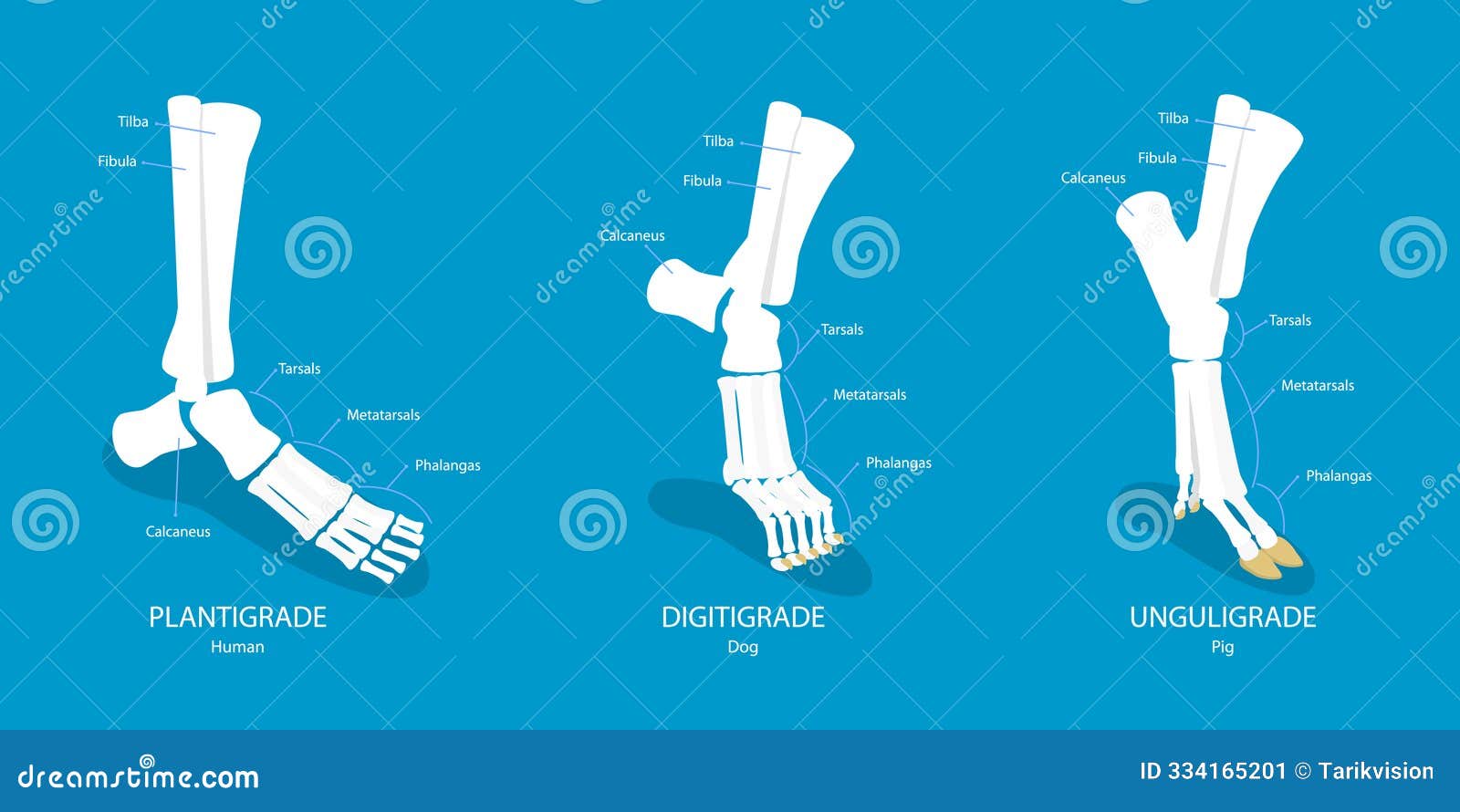 3D Isometric Flat Vector Illustration of Comparison of Plantigrade ...