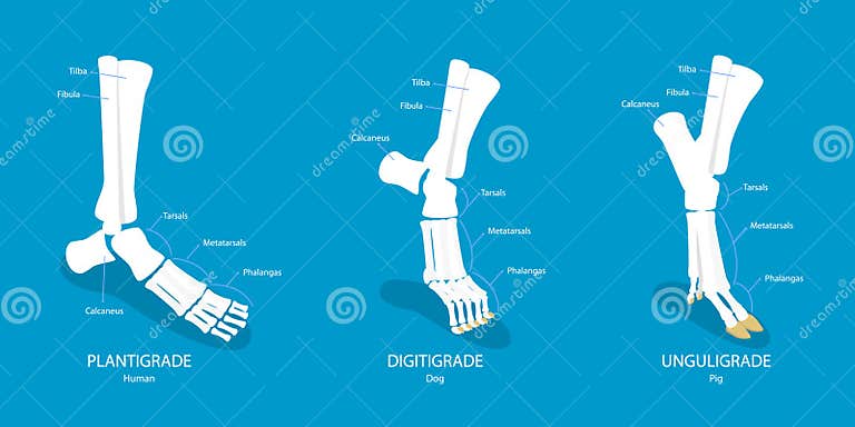 3D Isometric Flat Vector Illustration of Comparison of Plantigrade ...