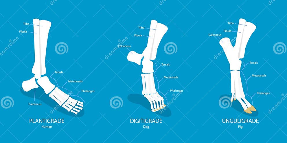 3D Isometric Flat Vector Illustration of Comparison of Plantigrade ...