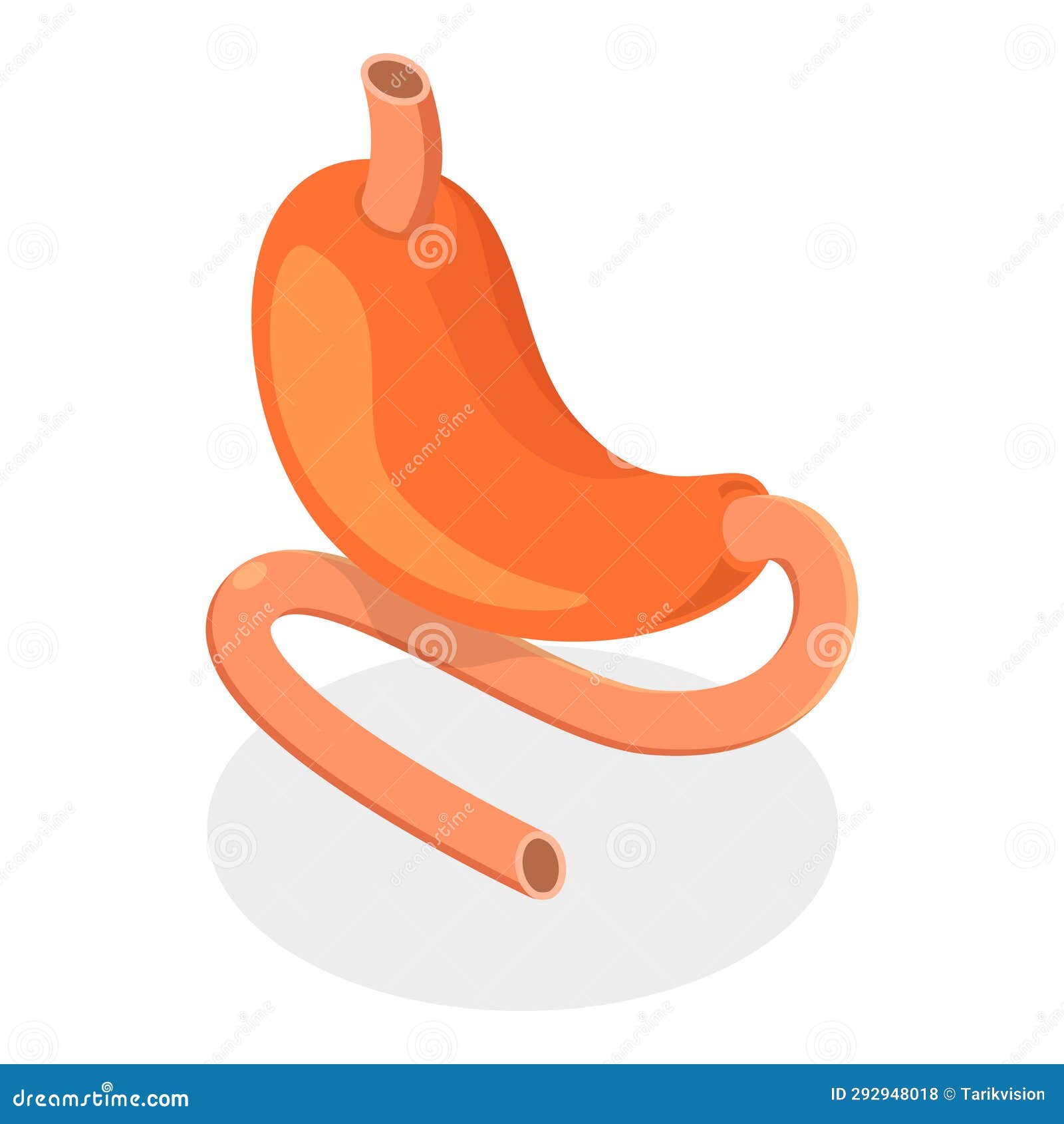 3D Isometric Flat Vector Illustration of Digestive System Anatomy. Item ...