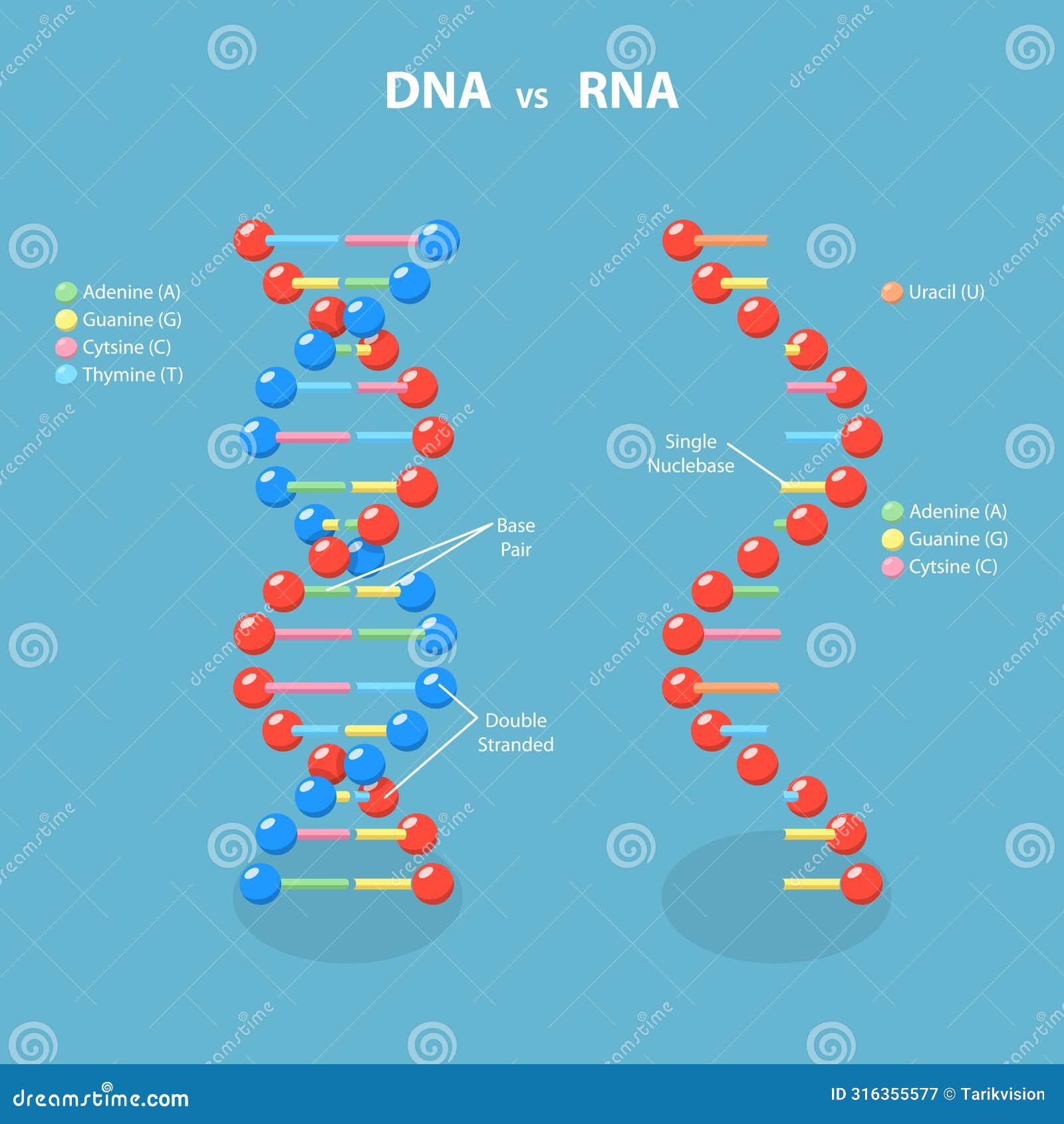 3D Isometric Flat Vector Illustration of DNA Vs RNA Stock Vector ...