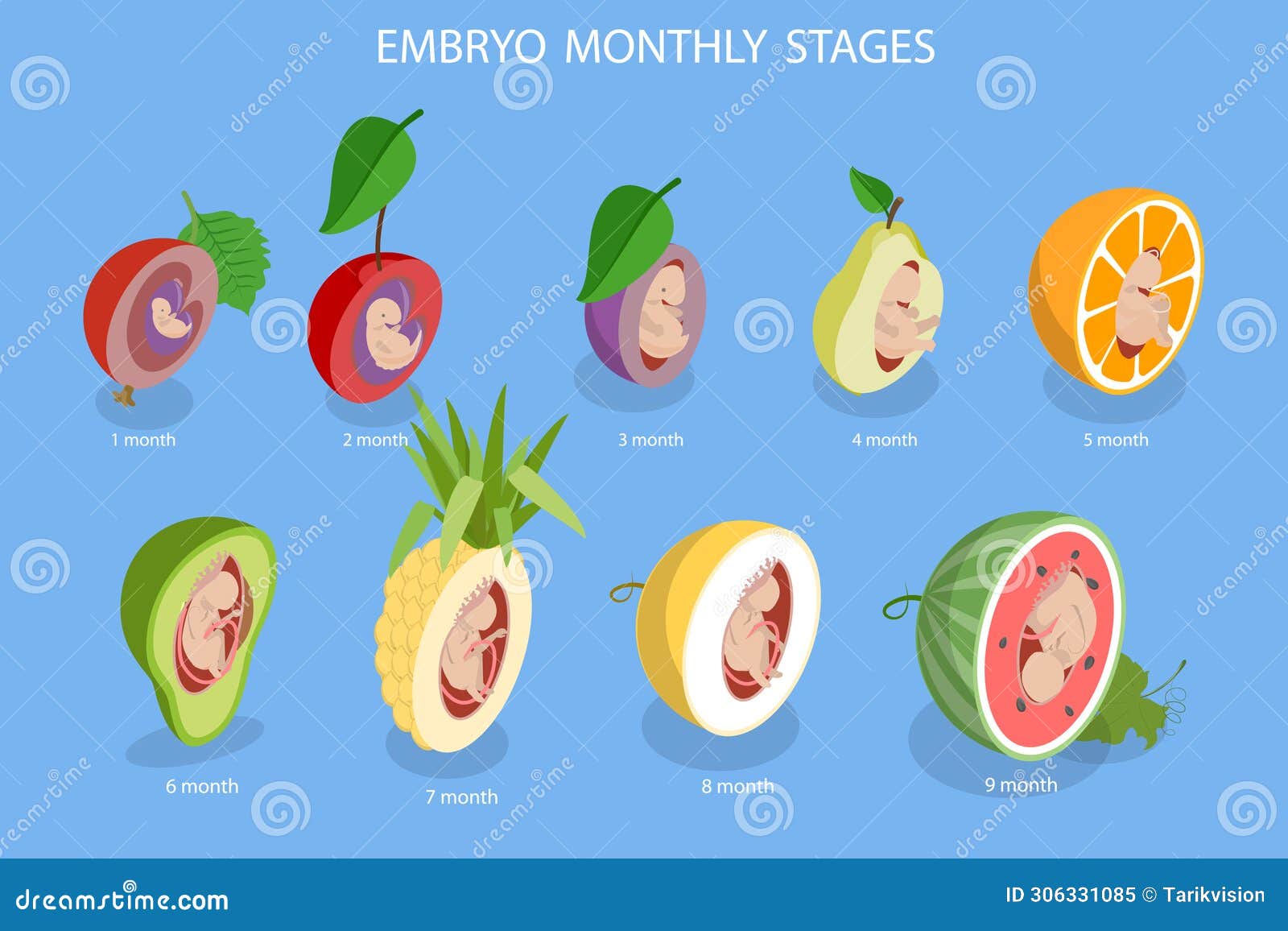 Stages Of Embryo Formation Ovulation Of Secondary Oocyte And ...