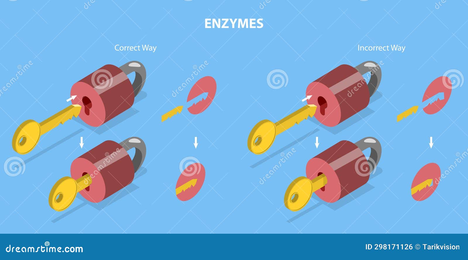 3D Isometric Flat Vector Illustration of Enzymes Stock Vector ...
