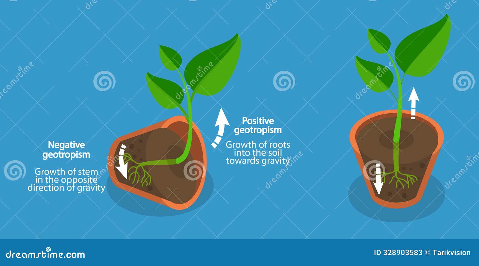 3D Isometric Flat Vector Illustration of Geotropism and Gravitropism in ...