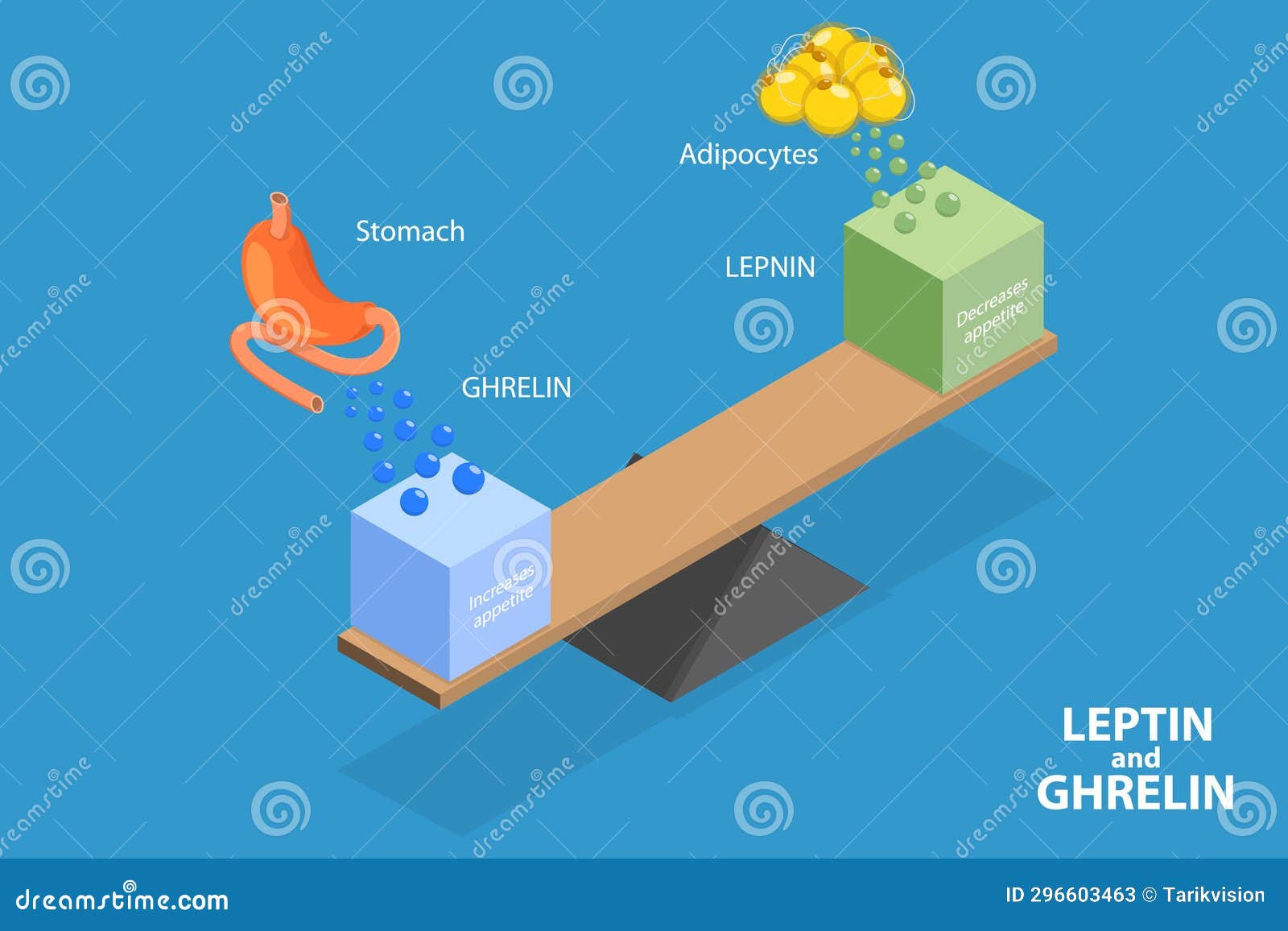 3D Isometric Flat Vector Illustration of Leptin and Ghrelin Stock ...