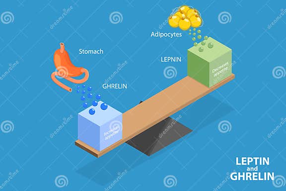 3D Isometric Flat Vector Illustration of Leptin and Ghrelin Stock ...