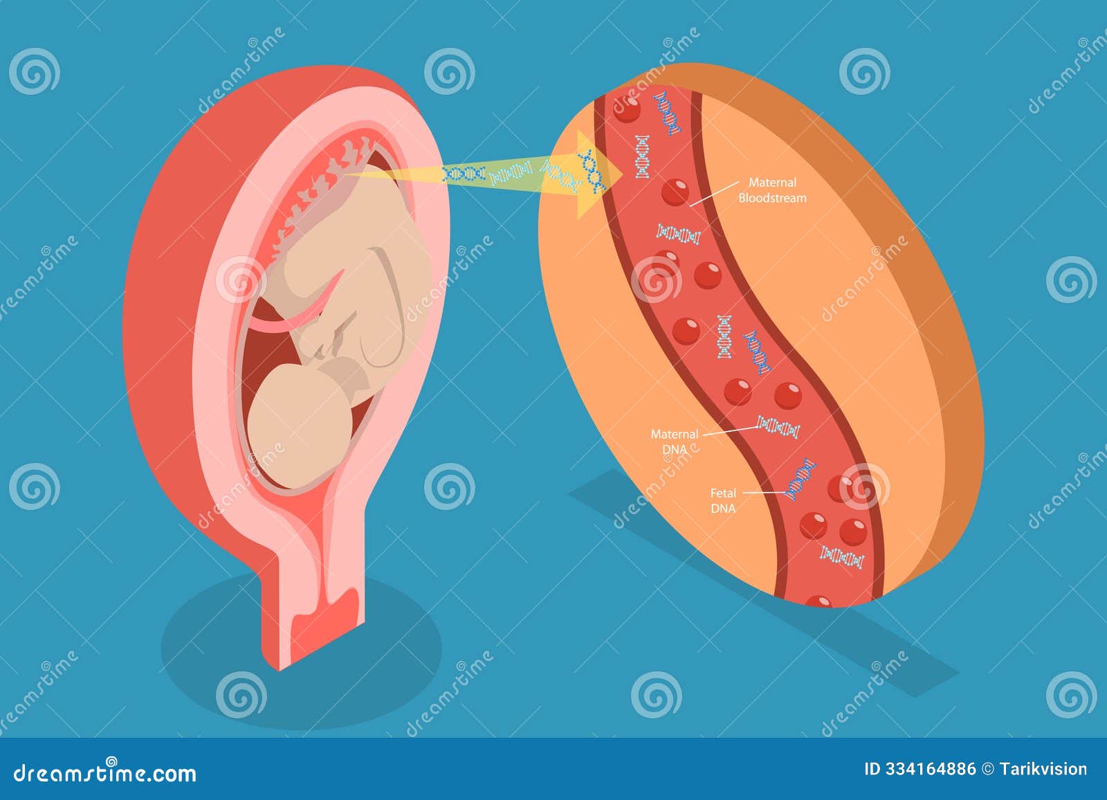 Noninvasive Prenatal Screening Red Gradient Concept Icon Vector ...