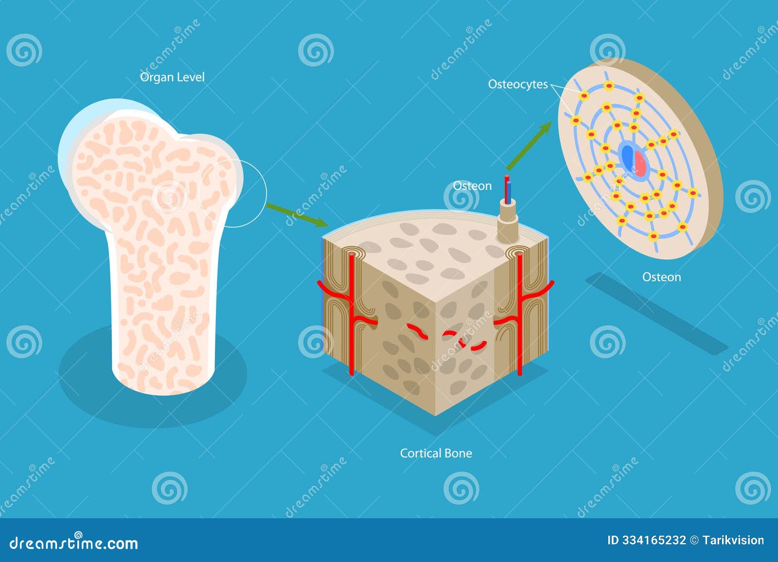 3D Isometric Flat Vector Illustration of Osteon Stock Vector ...