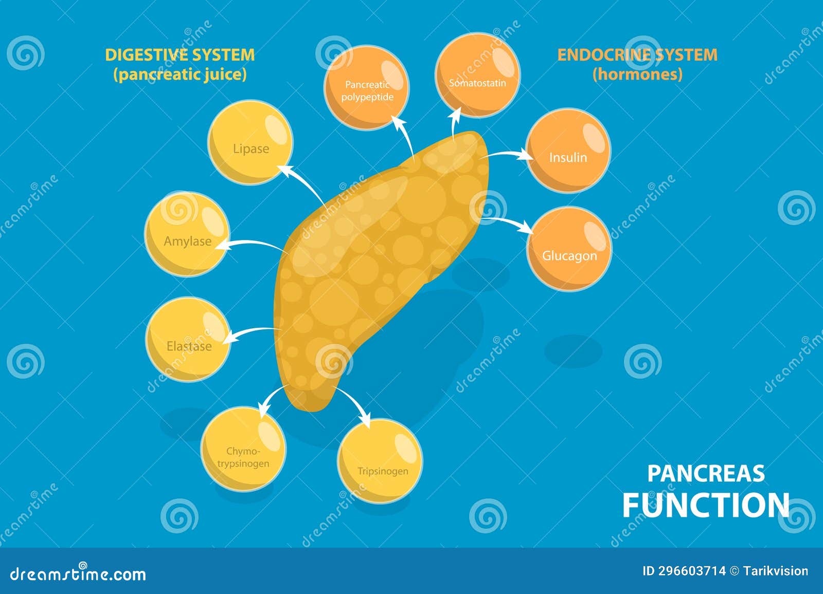 3D Isometric Flat Vector Illustration of Pancreas Function Stock Vector ...