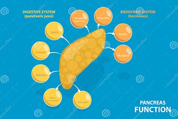 3D Isometric Flat Vector Illustration of Pancreas Function Stock Vector ...