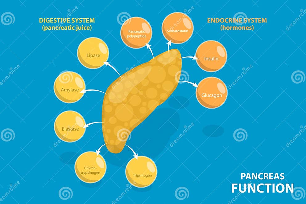 3D Isometric Flat Vector Illustration of Pancreas Function Stock Vector ...