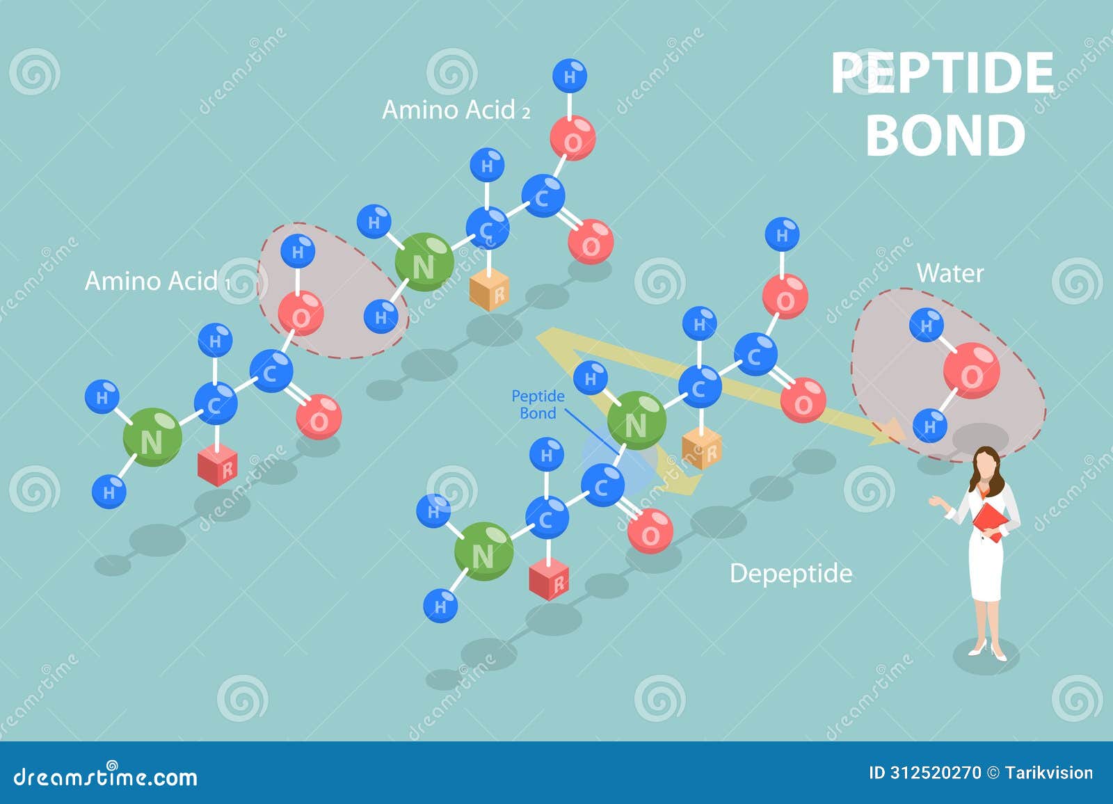 Structure Of Amino Acid Symbol. Alanine Ala, A Structural Chemical ...