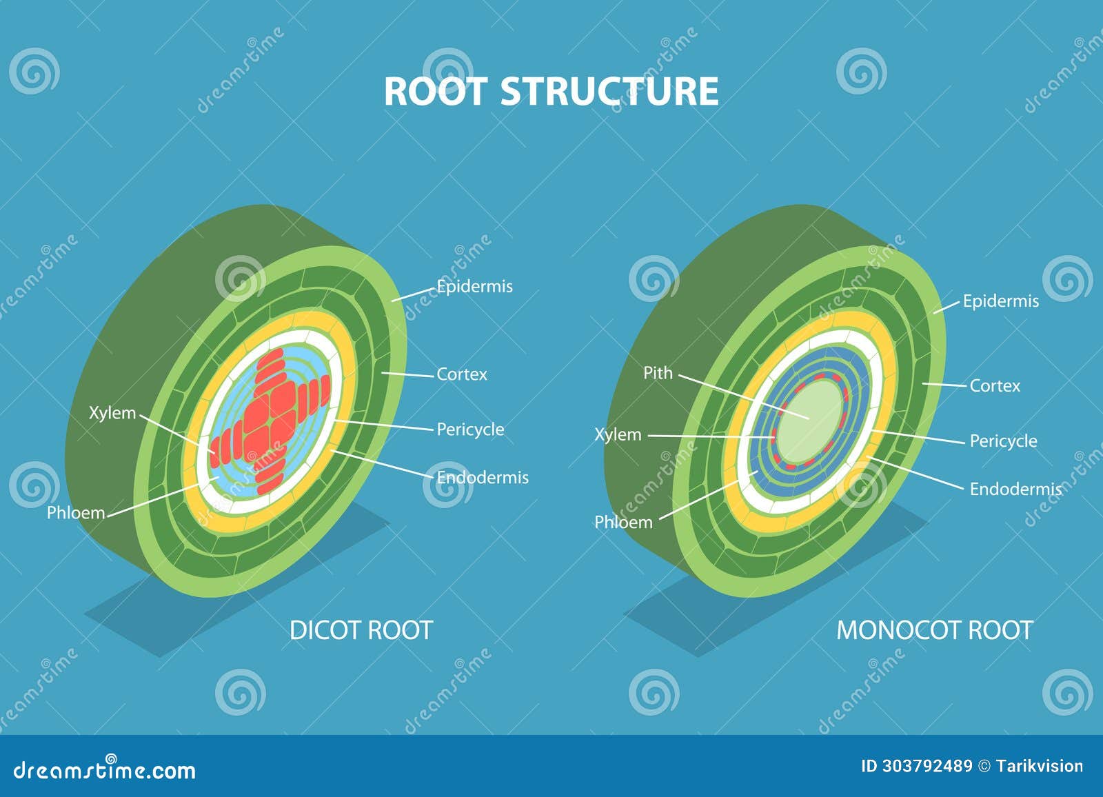 Plant Anatomy With Structure And Internal Side View Parts Outline ...