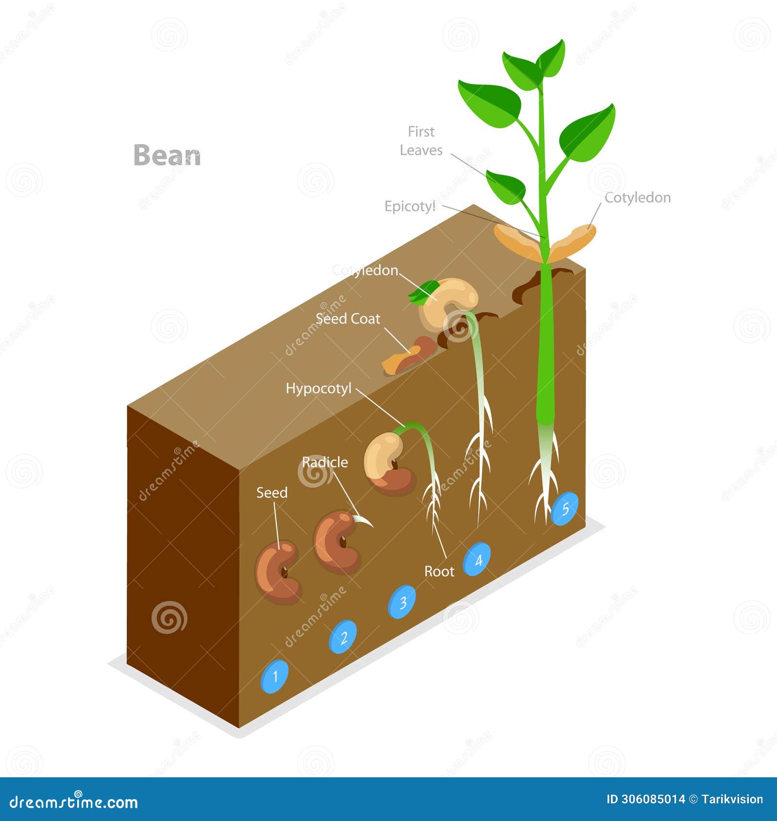 3D Isometric Flat Vector Illustration of Seed Germination. Item 1 Stock ...