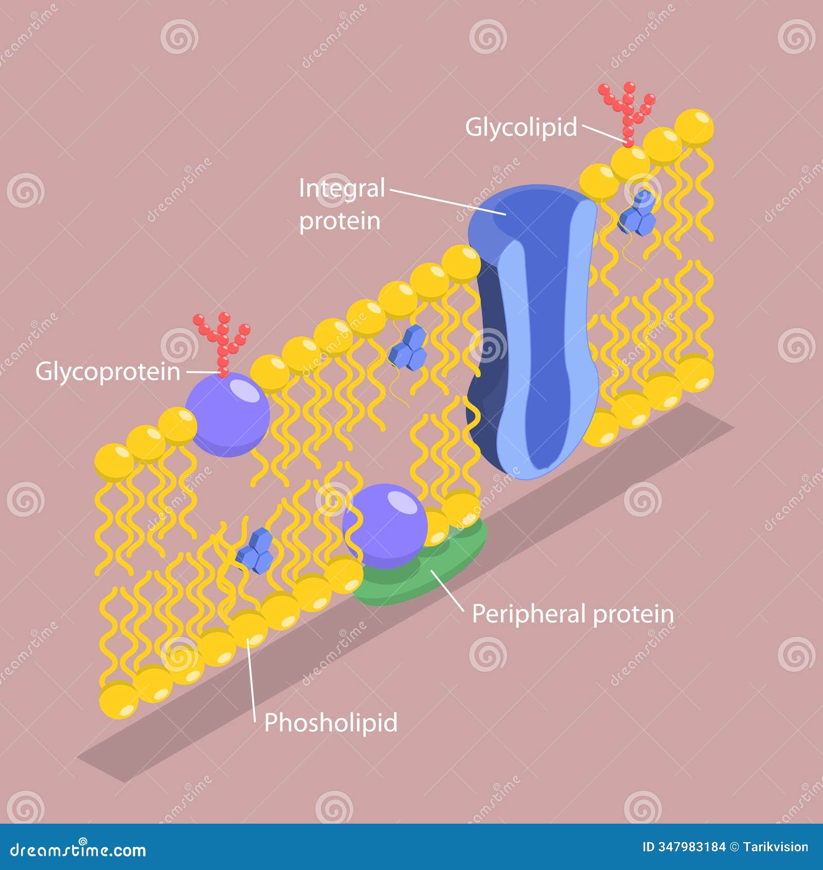 3D Isometric Flat Vector Illustration of Structure of Plasma Membrane ...
