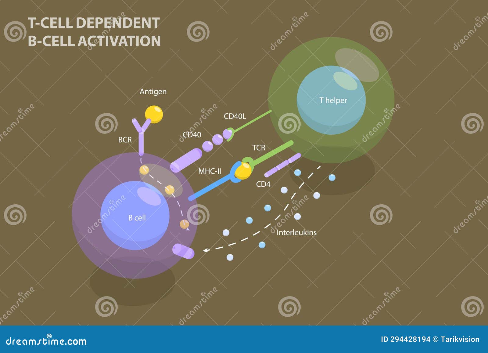 Activation Of B Cell Leukocytes. Transparent Realistic Cells Vector ... Activation Of B Cell Leukocytes. Transparent Realistic Cells Vector ...