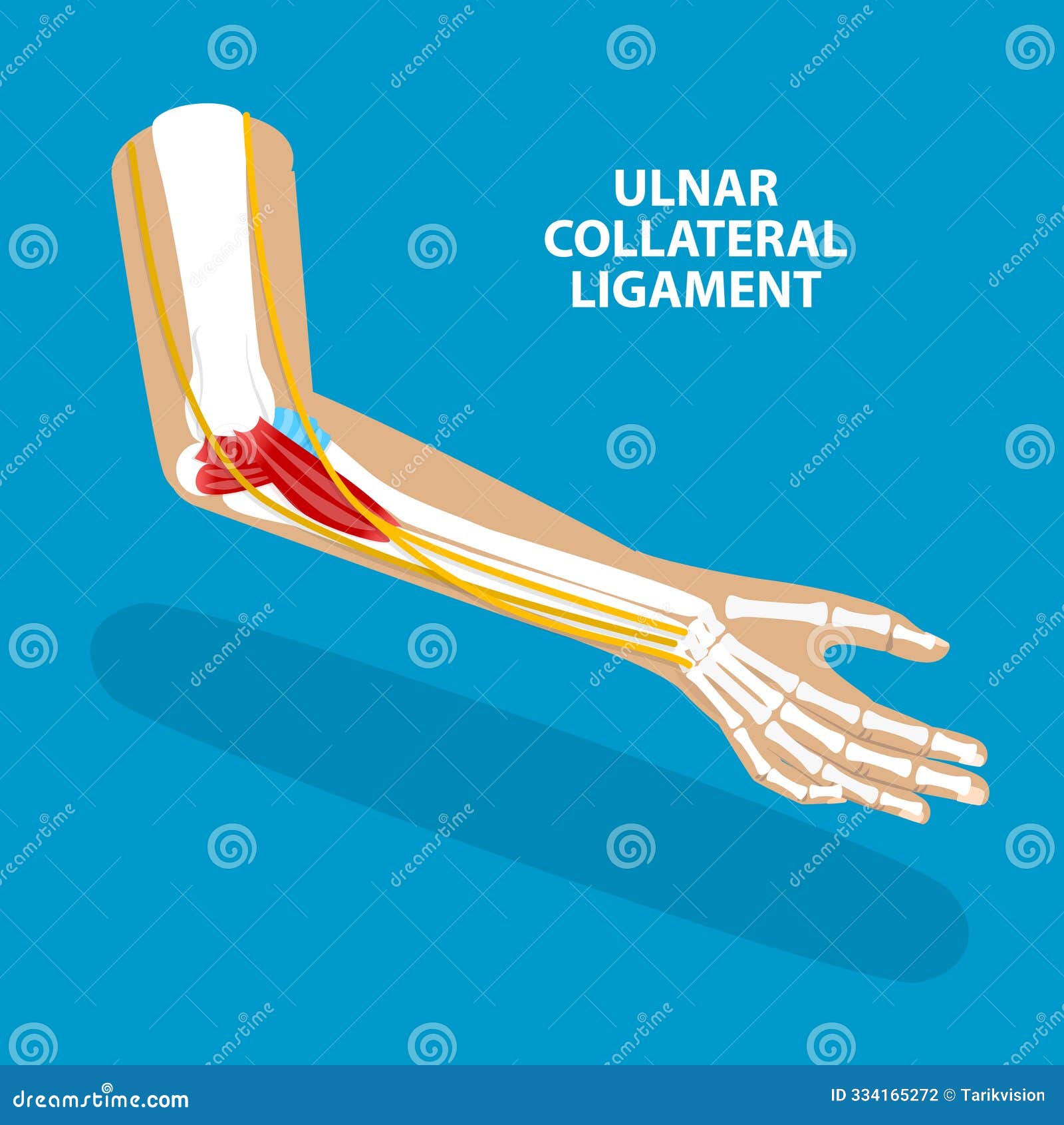 3D Isometric Flat Vector Illustration of Ulnar Collateral Ligament ...