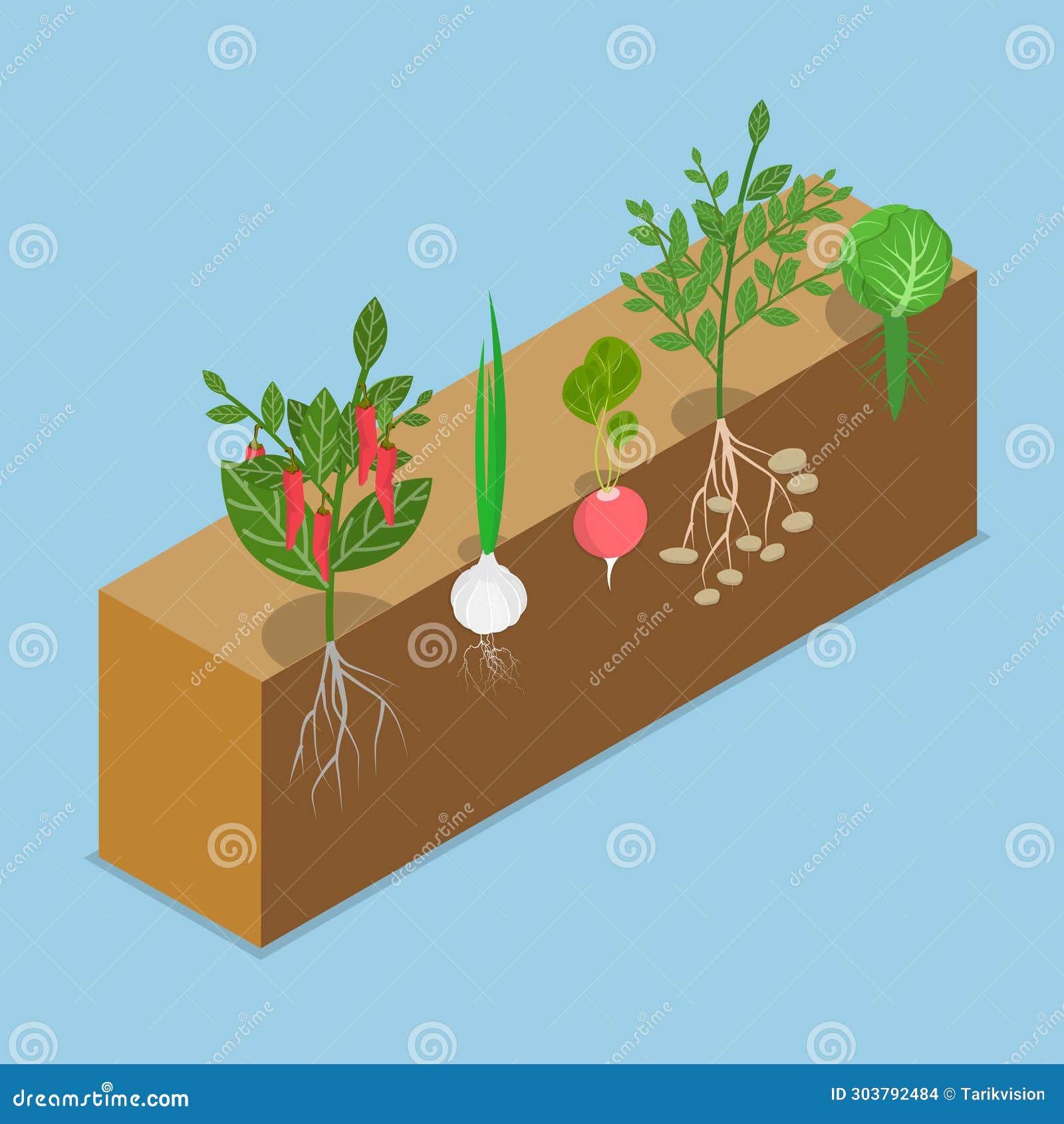 3D Isometric Flat Vector Illustration of Vegetable Roots Intertwining ...