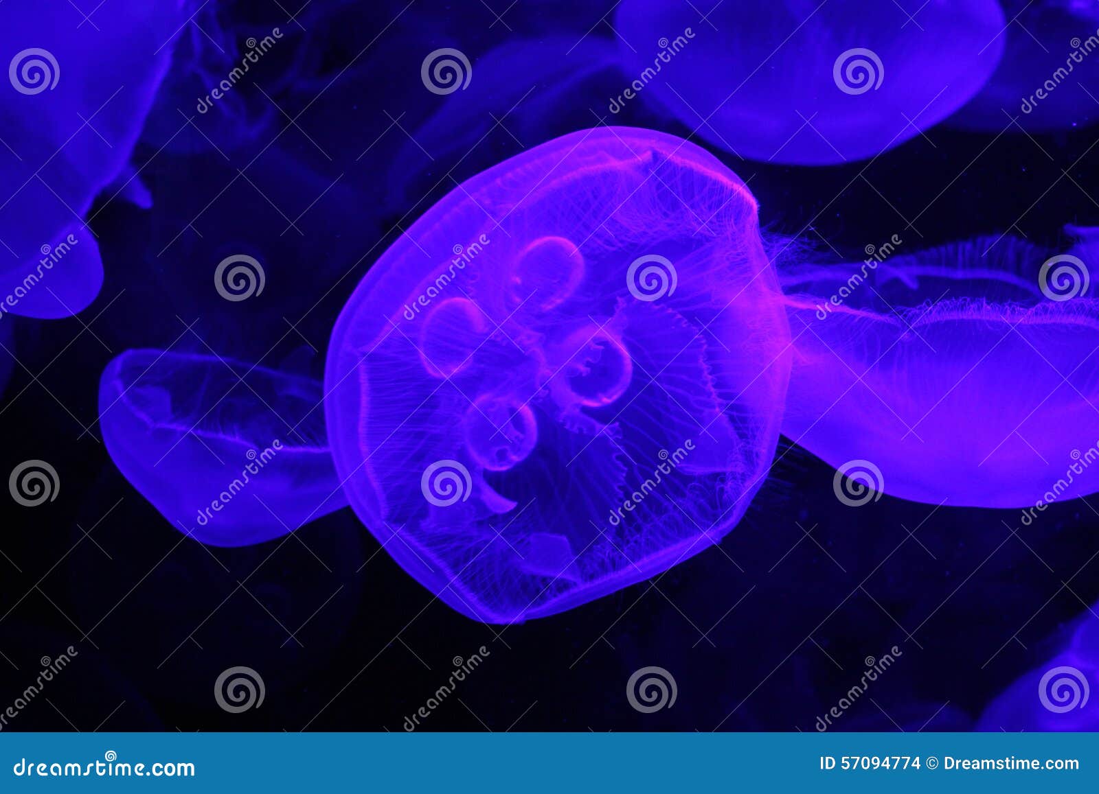 3D Jellyfish stock photo. Image of water, bell, aquarium - 57094774