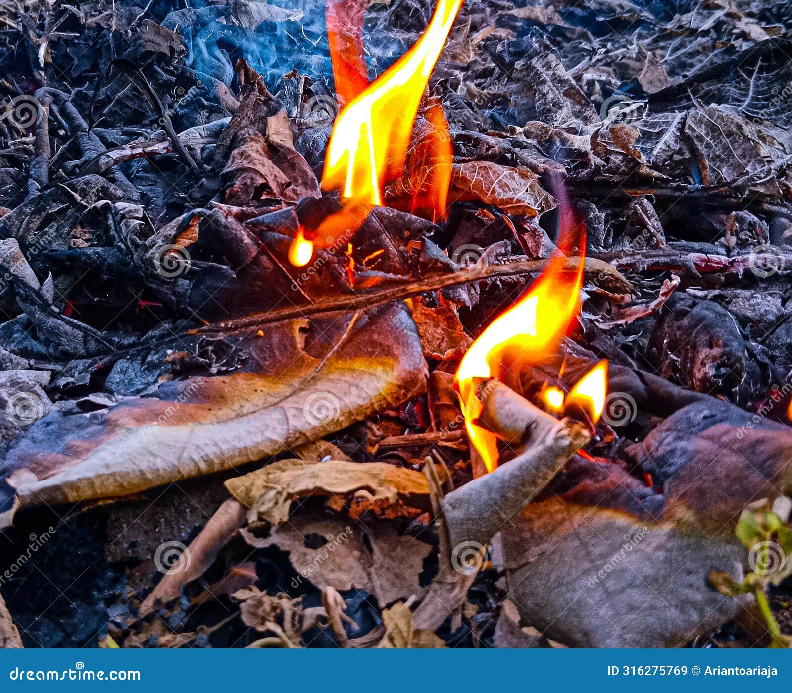 D Leaves Burned and Turned into Charcoal and Ash Stock Image - Image of ...