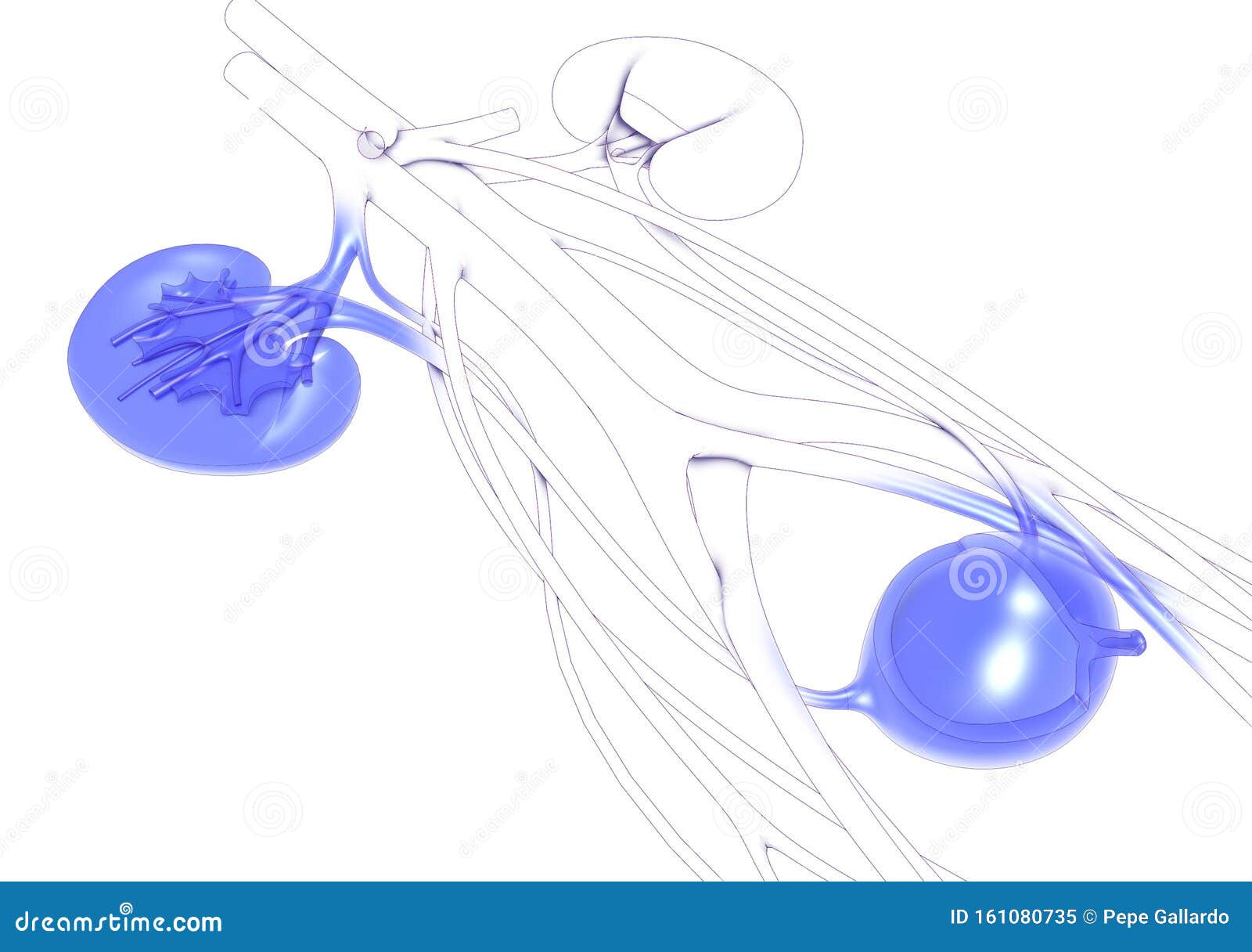 3D and Line Illustration of the Urinary System, Highlighting the Kidney ...
