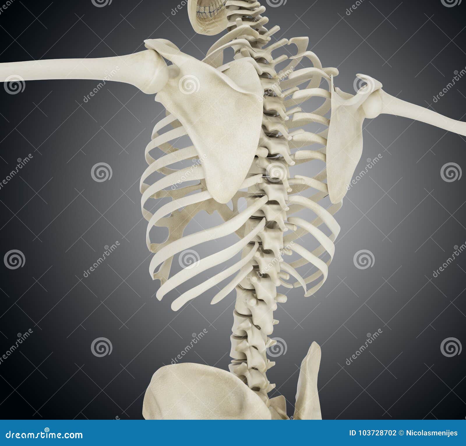 3d Illustration of Human Skeleton Back Stock Illustration ...