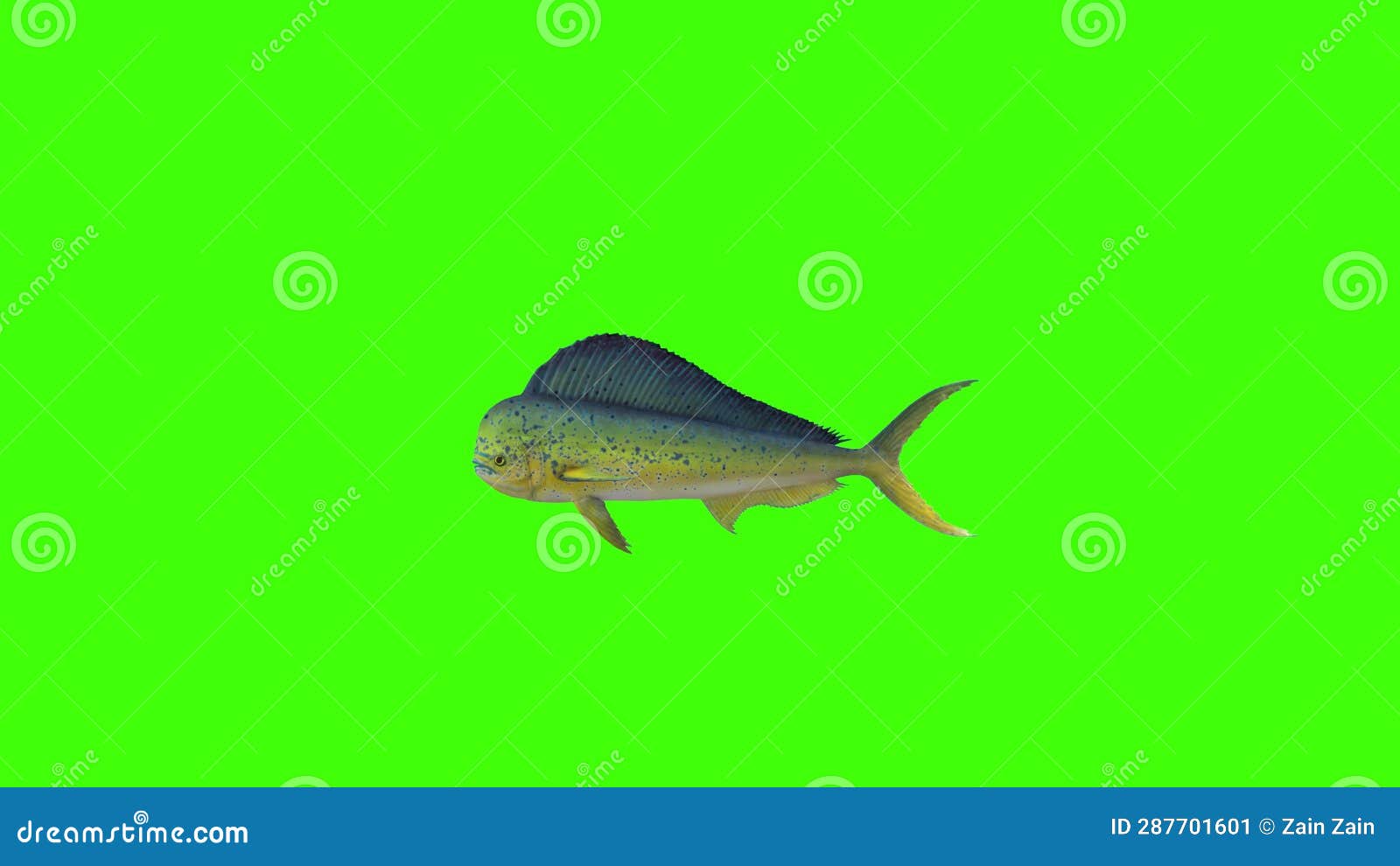3D Mahi Mahi Fish Swimming Underwater or Ocean Side View Loop Animation ...