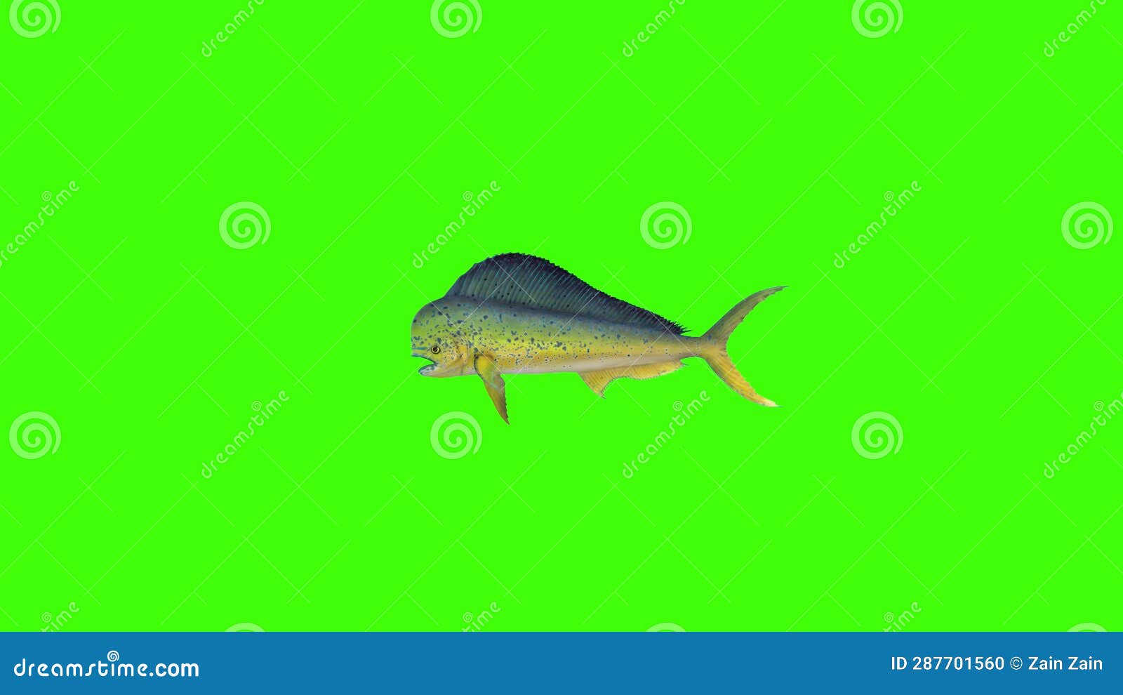 3D Mahi Mahi Fish Swimming Underwater or Ocean Side View Loop Animation ...